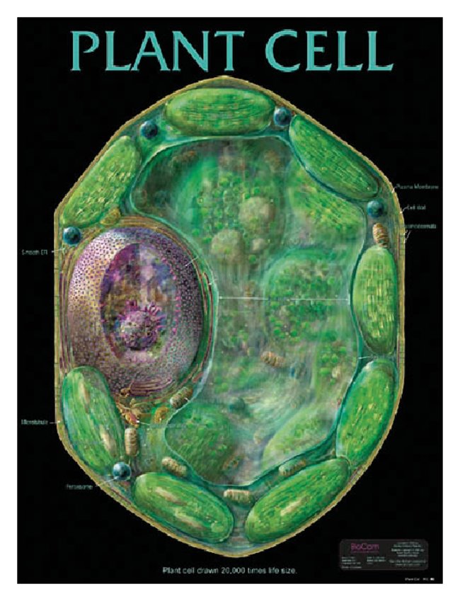 Cell Structure Charts, Beautifully illustrated wall charts introduce ...